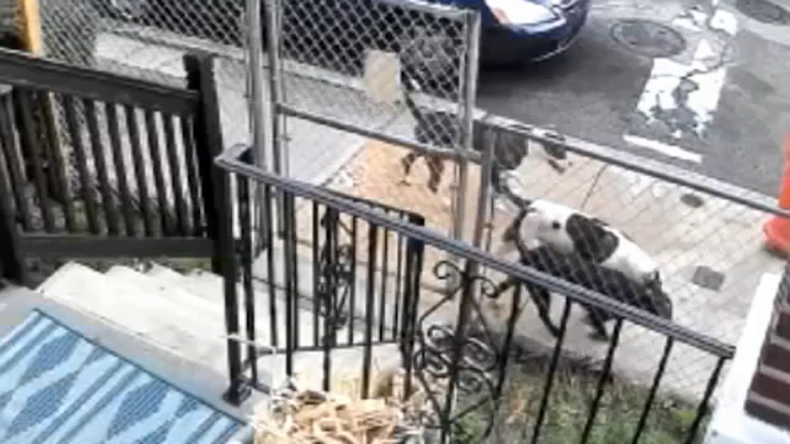 Neighbors concerned over vicious pack of dogs on the loose in 2 ...