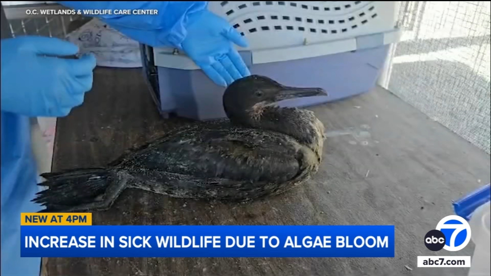 Sick birds flooding wildlife care center in Huntington Beach: 'Pushing ...