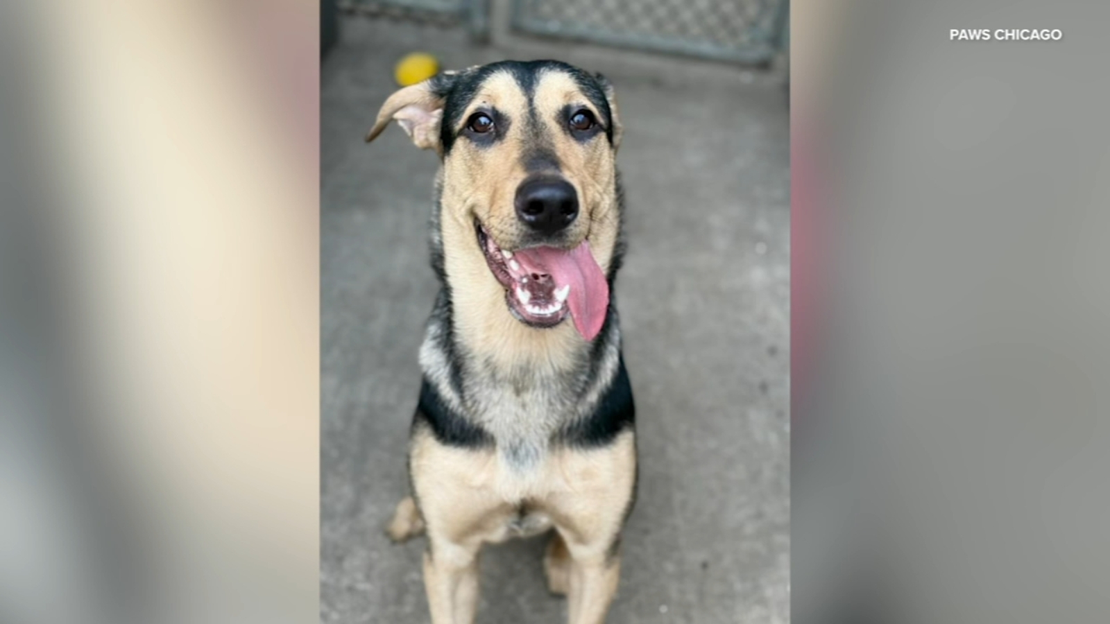 Chicago animal shelters PAWS, Chicago Animal Care and Control host Rescue Together citywide ...