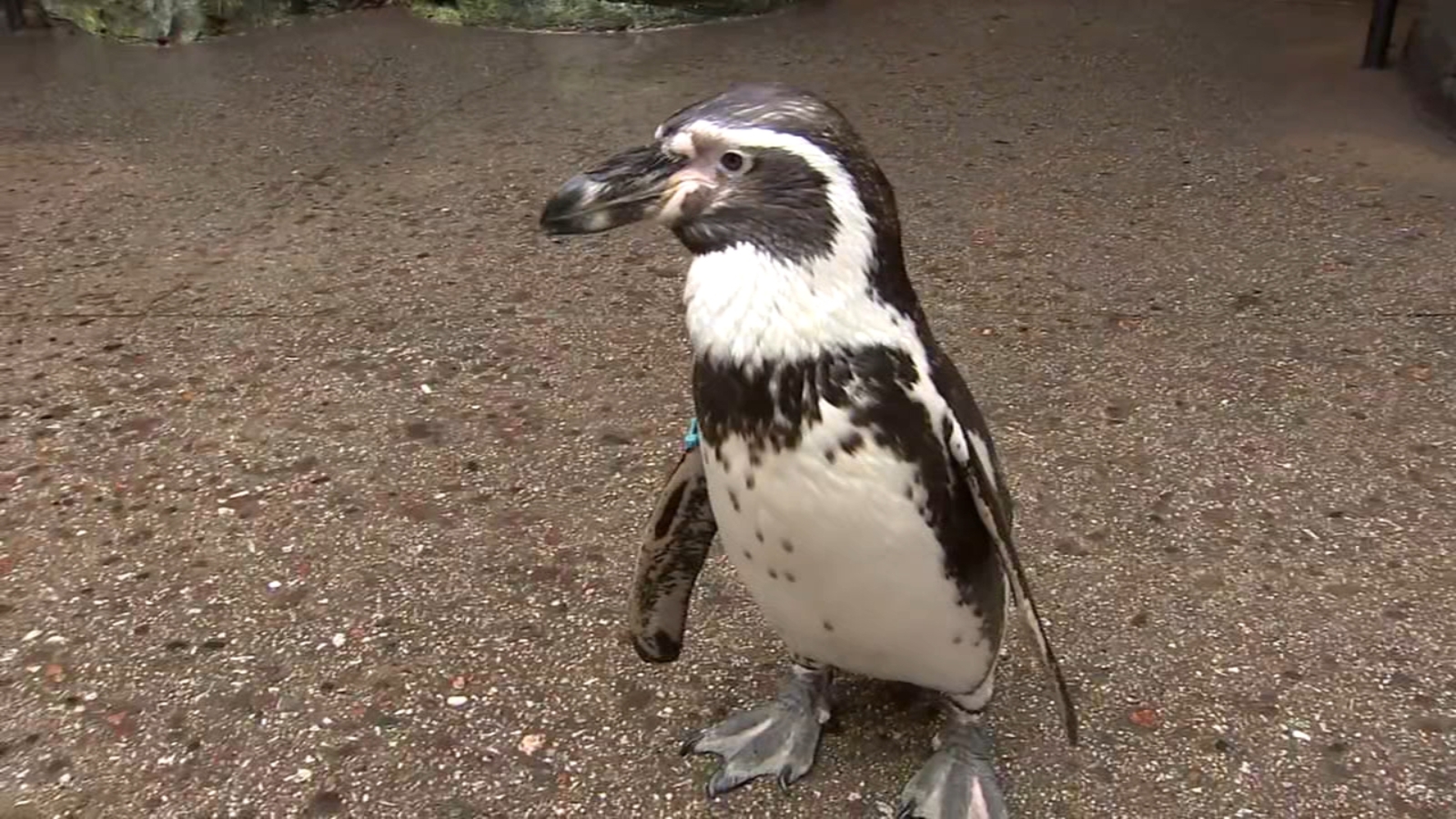 'World's Favorite Penguin': Vote for Brookfield Zoo Chicago's Pepe the ...