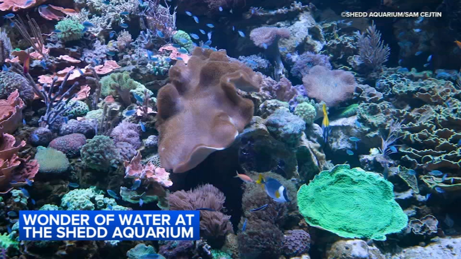 Chicago Shedd Aquarium 'Wonder of Water' exhibit may allow visitors to ...