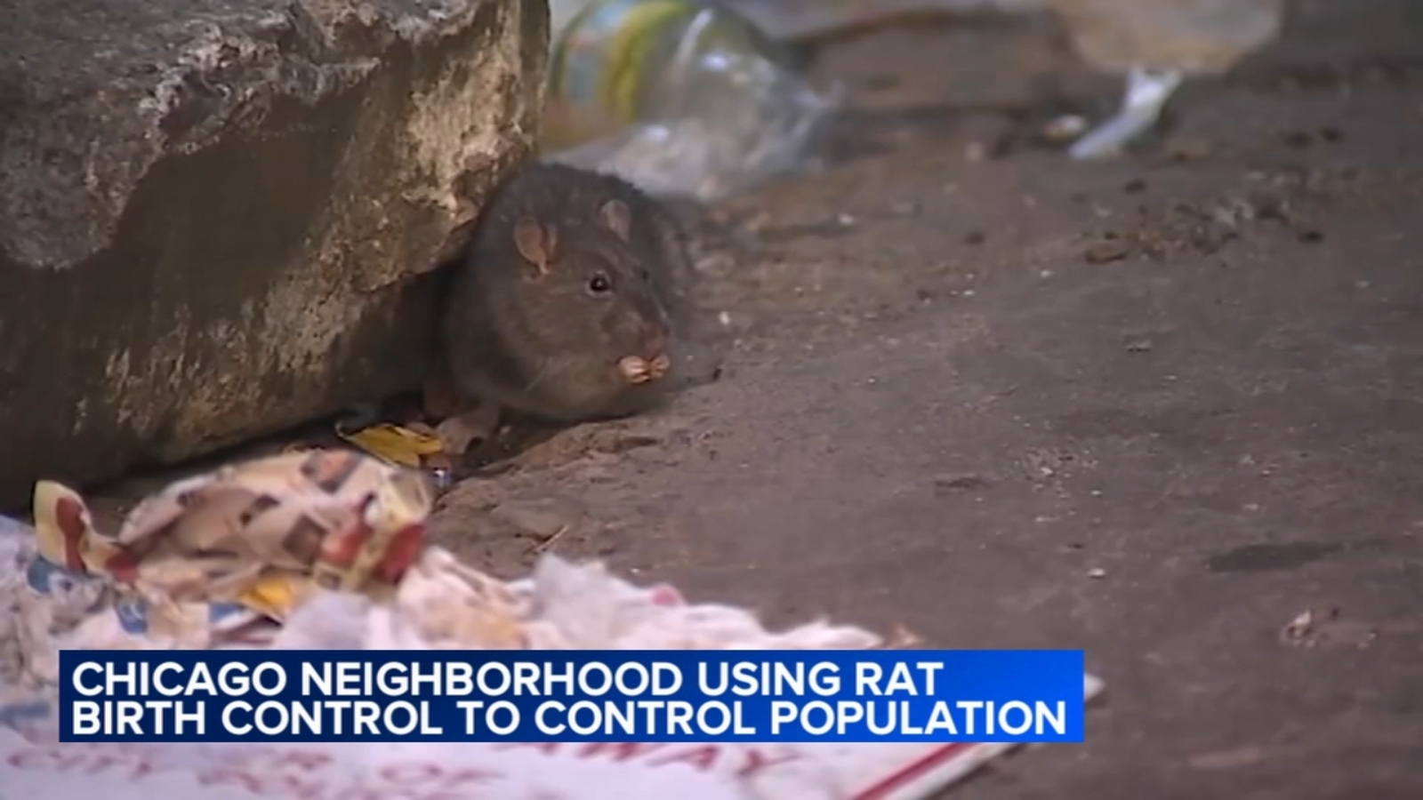 Rat birth control coming to Chicago's Wicker Park, Bucktown ...