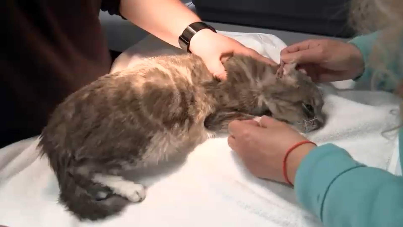 Happy Cat Sanctuary fire: Veterinarians treating 100+ cats injured, displaced by flames in ...