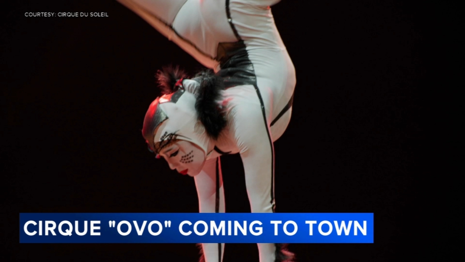 Cirque Du Soleil's popular show 'OVO' reimagined ahead of return to ...