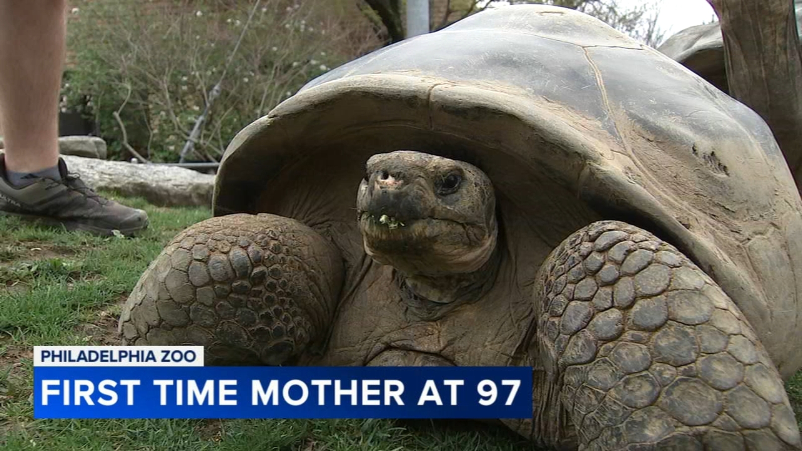 Philadelphia Zoo's oldest resident becomes 1st-time parent, welcomes 4 ...