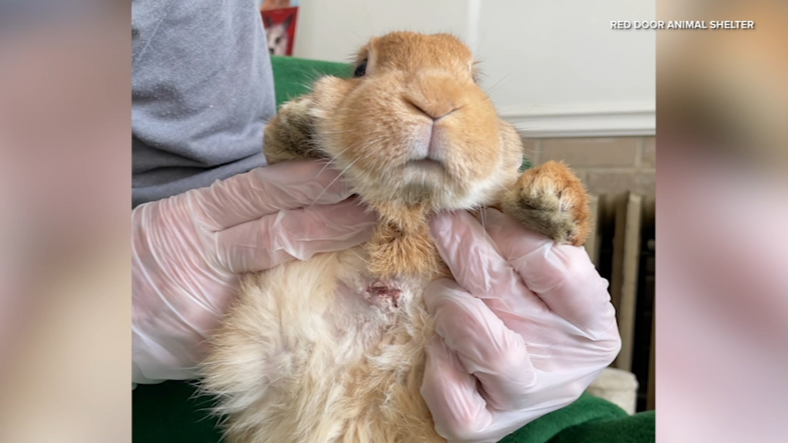 Animal rescue: Red Door Animal Shelter in Rogers Park working to help ...