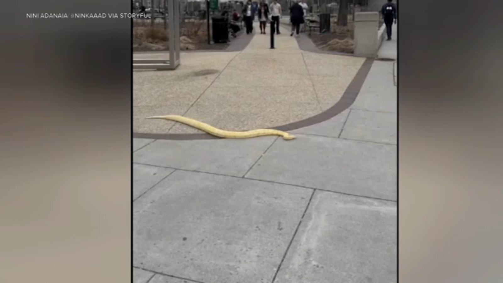 'Wildest city ever': Tourist startled by large snake on Philadelphia ...
