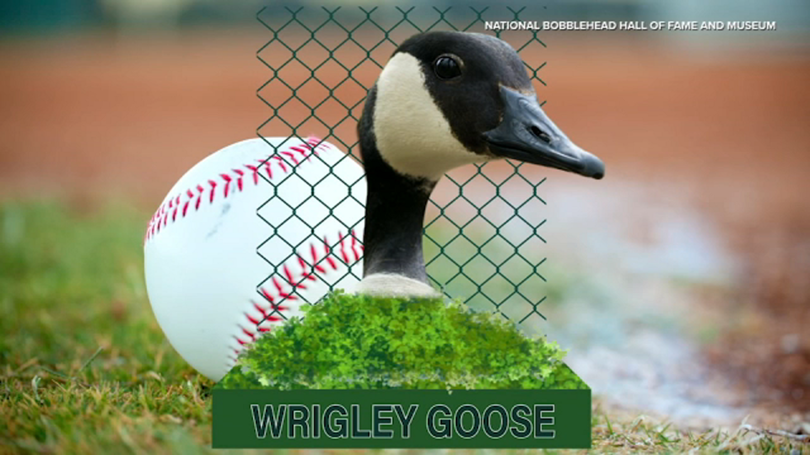 Wrigley goose: Bird that temporarily called Wrigley Field home during ...
