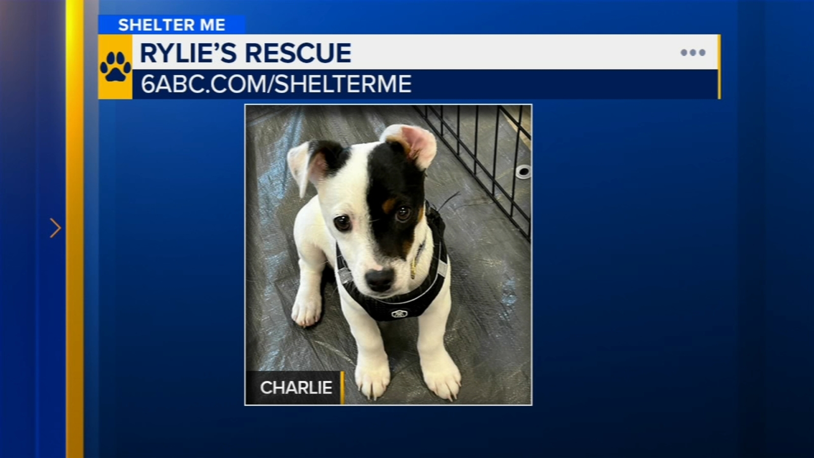 Shelter Me: Meet 4-month-old Jack Russell pup Charlie from Rylie's Rescue - 6abc Philadelphia