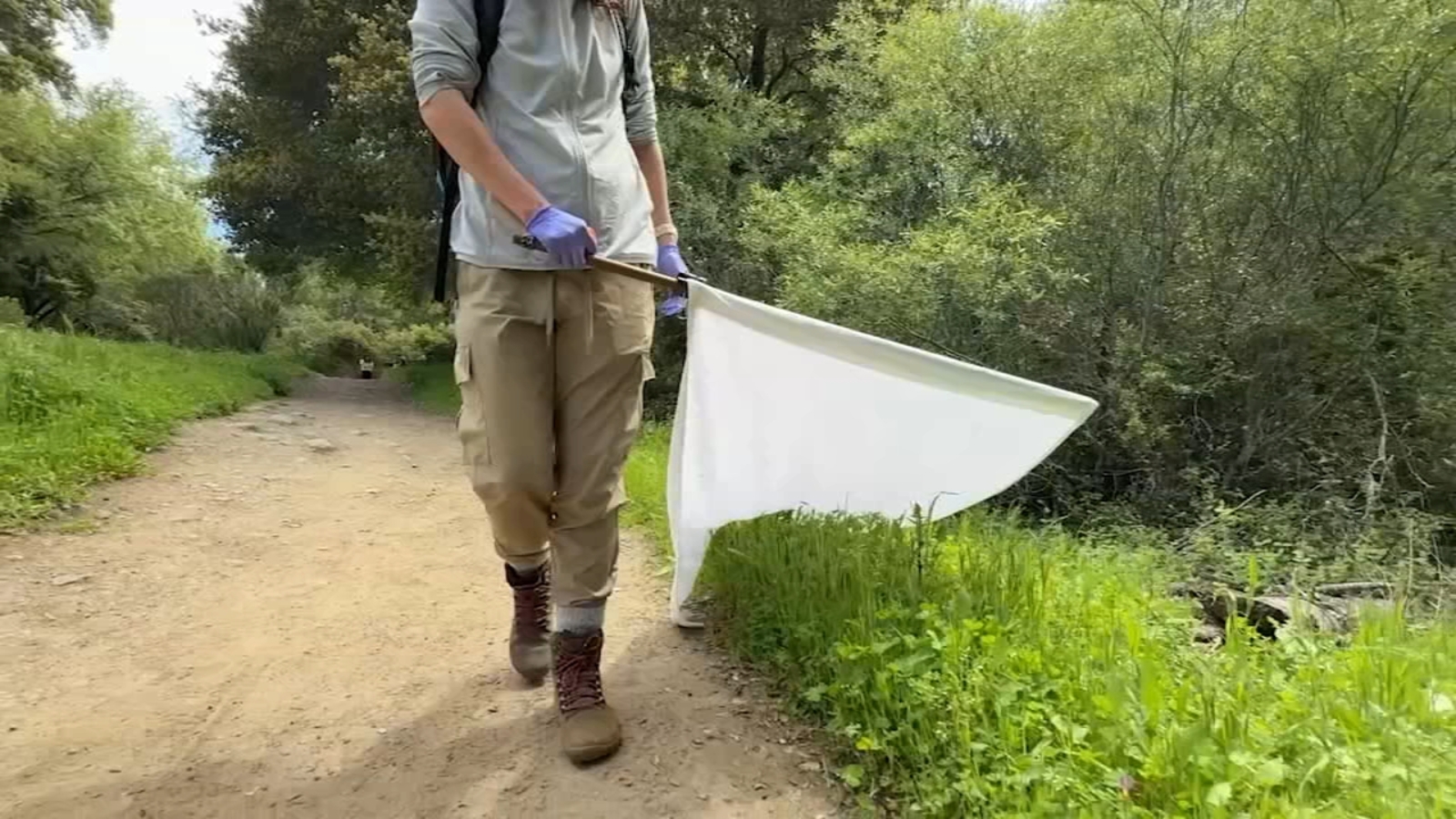 Lone Star tick: UC Davis researchers hunt for non-native-tick species ...