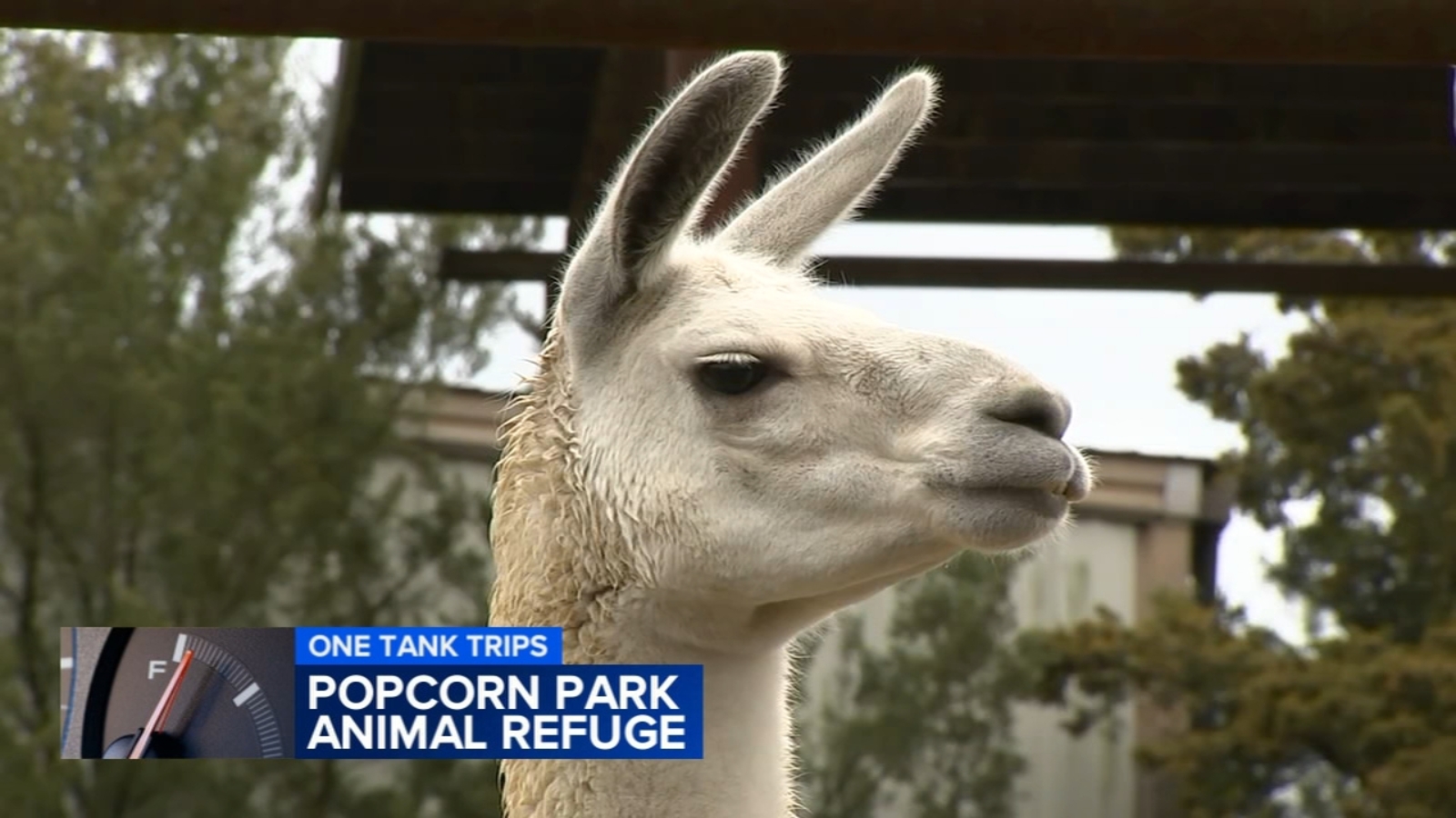 Popcorn Park Animal Refuge giving animals a second lease on life - 6abc ...