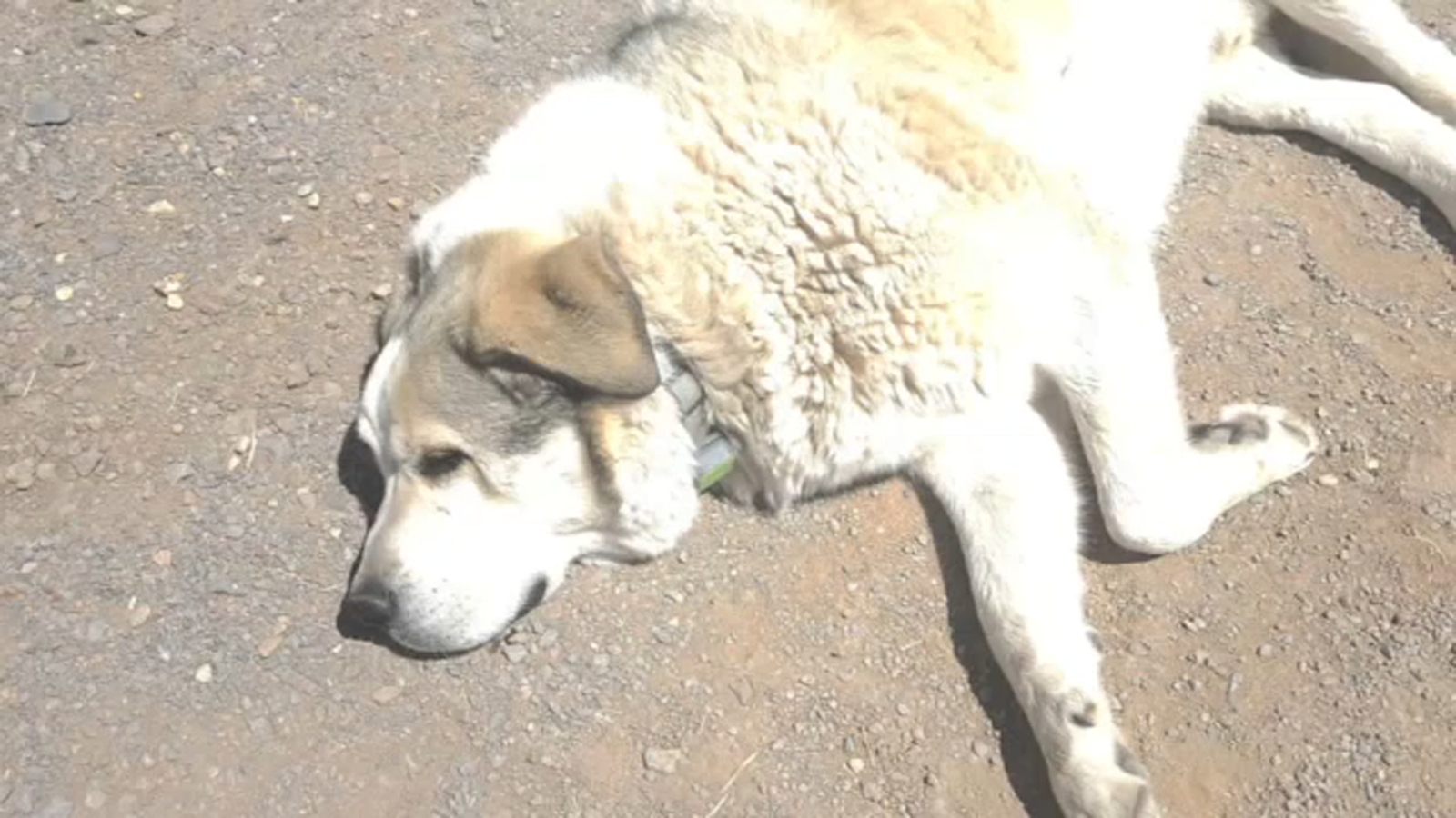 Arizona toddler found safe, thanks to rancher's dog, after spending 16 ...