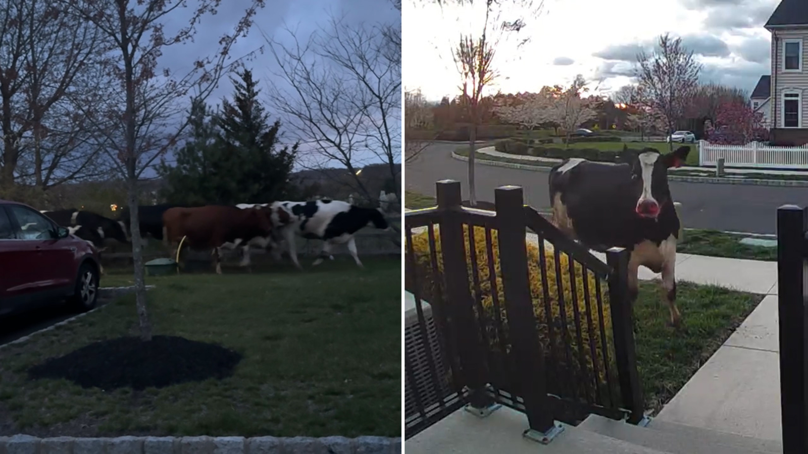 25 cows from Curly Hill Farm seen running through neighborhood after ...