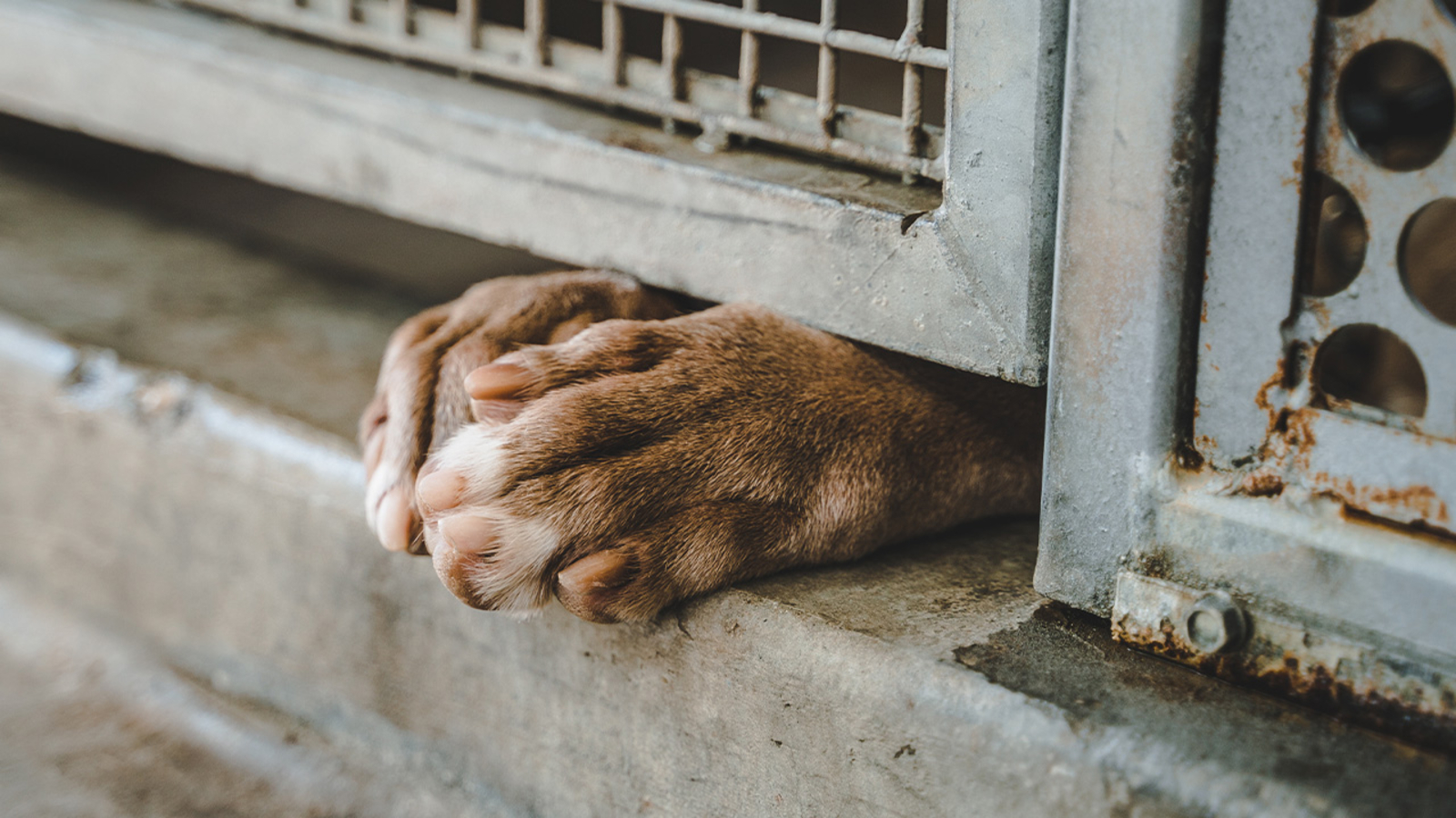 152 dogs rescued from 'extremely poor' conditions in Ogden, Utah; Weber ...