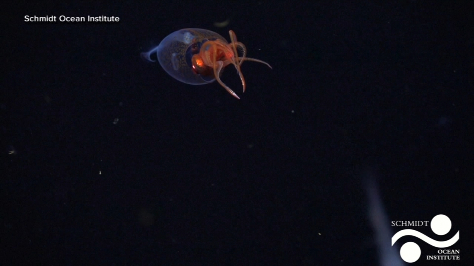 Footage of colossal squid captured on camera for the first time, scientists say - ABC30 Fresno