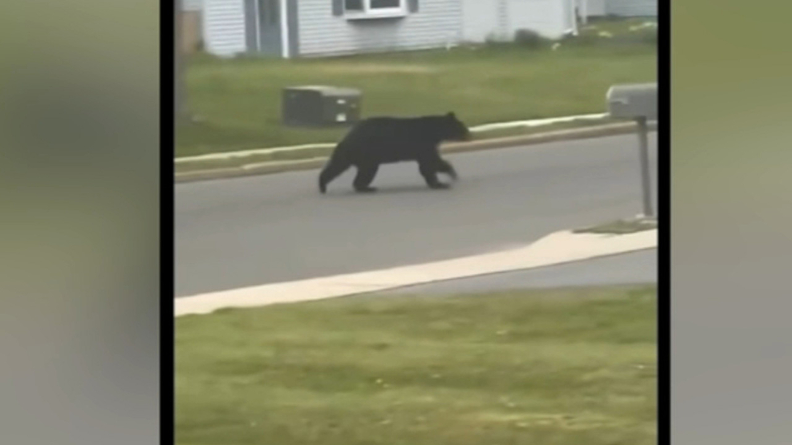 NJ bears: Officials warning residents after black bear spotted in ...