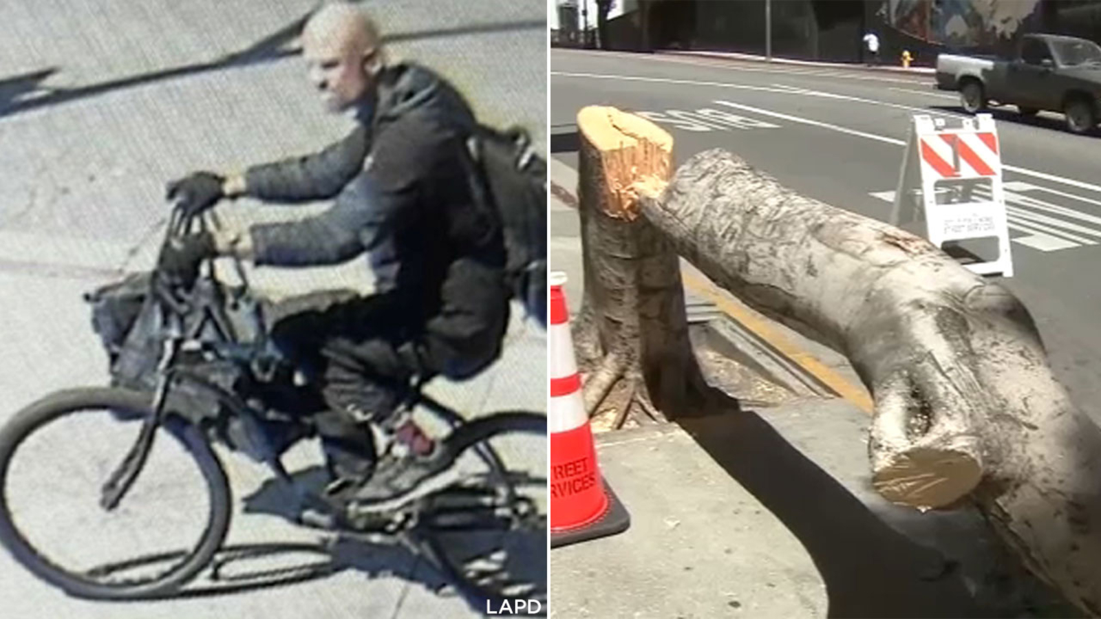 Police arrest vandal accused of cutting down several downtown LA trees ...
