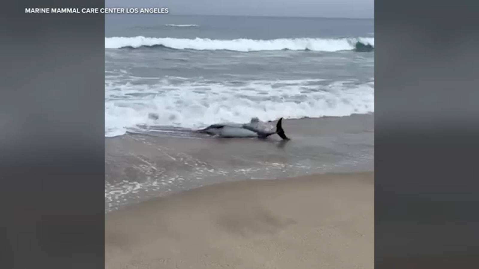 Toxic algae bloom killing dolphins and other marine animals along ...