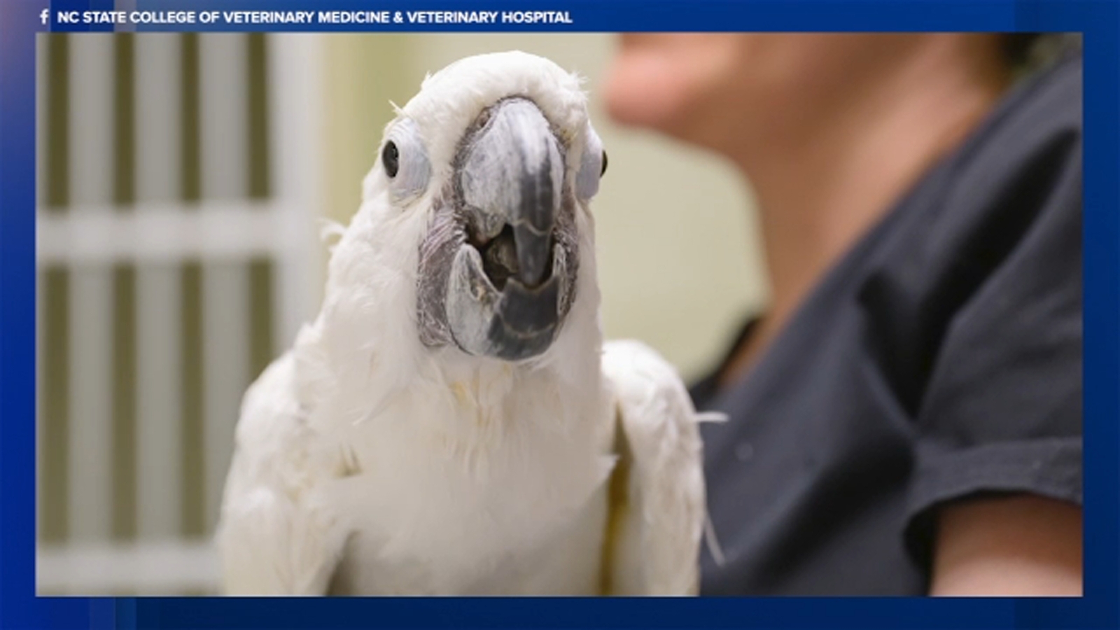 Boo the therapy bird | 40-year-old blind therapy Cockatoo regains ...