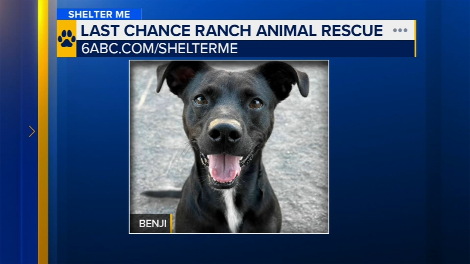 Shelter Me: Meet Benji during a special visit Last Chance Ranch - 6abc ...