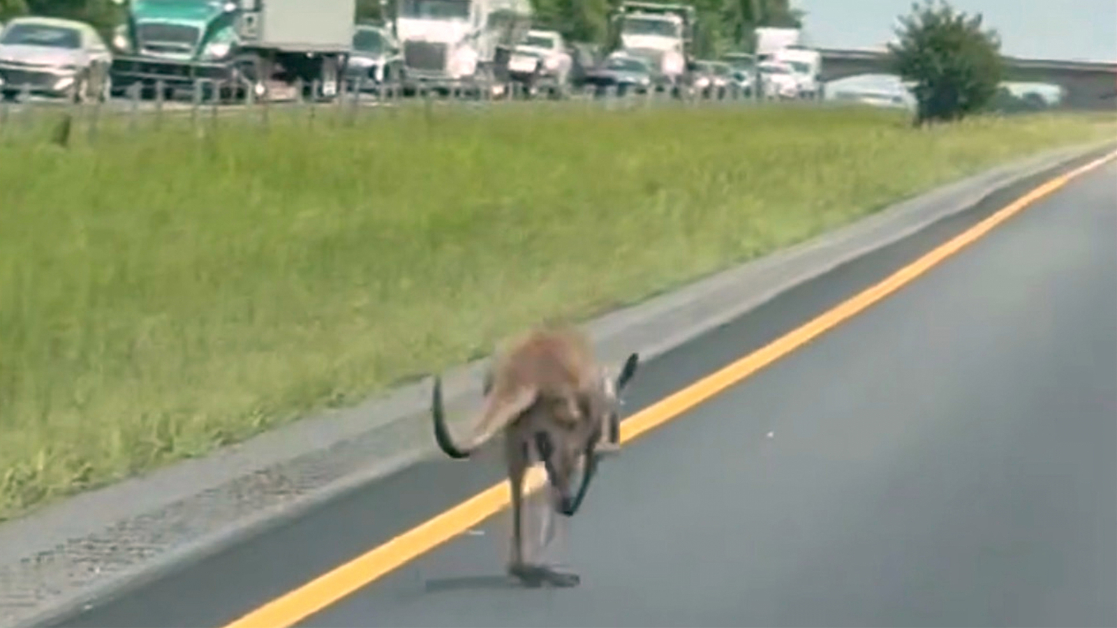 Sheila the runaway kangaroo causes car crash, shuts down Alabama ...