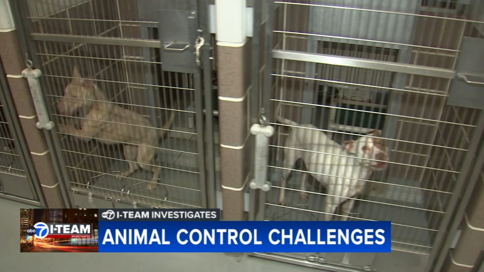 Reduced hours at Chicago Animal Care and Control shelter may be ...