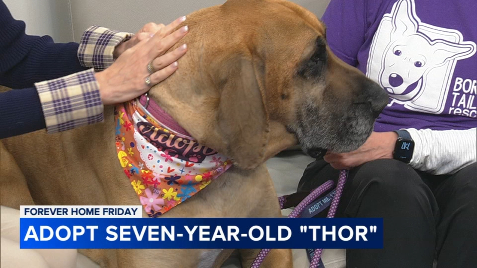 Great Dane 'Thor' awaits forever home at Border Tails Rescue - ABC7 Chicago