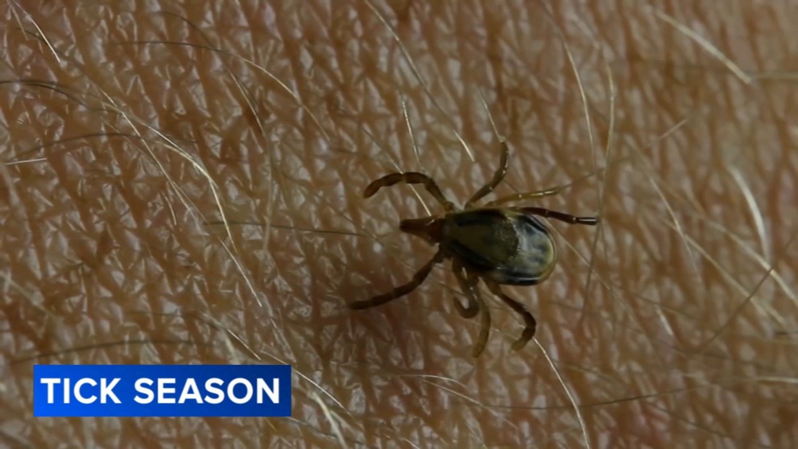 Tick season returns: What Pennsylvania residents should know and how to ...