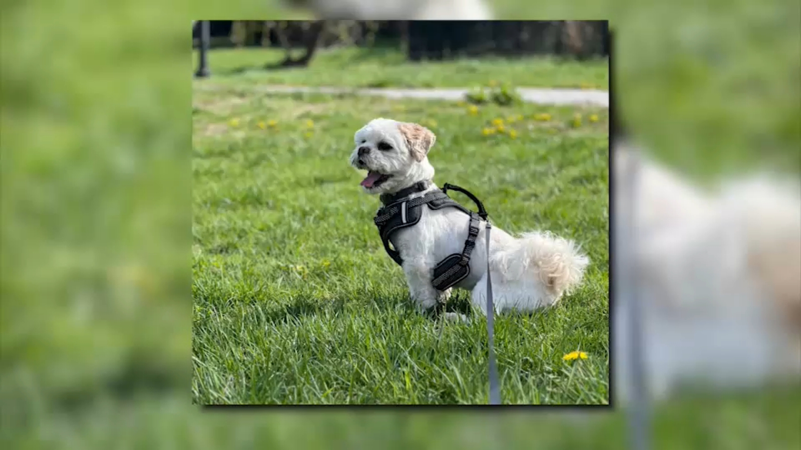 Pit bull attack: Woman heartbroken after Lhasa apso killed in Throggs ...
