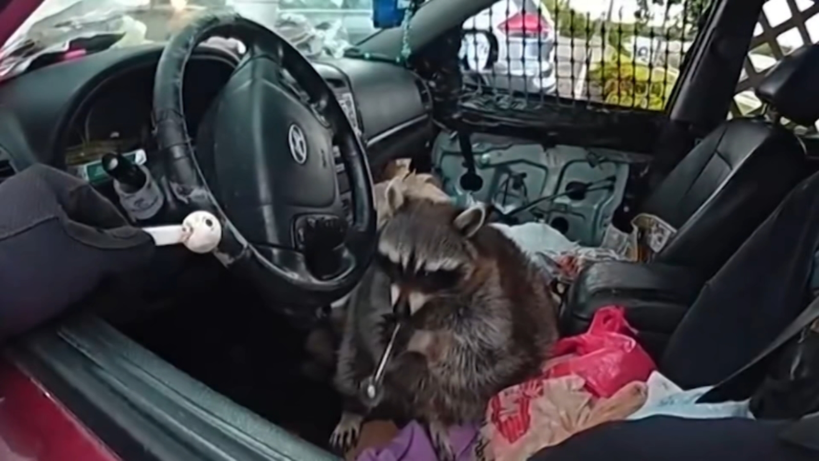 Woman arrested after raccoon found with meth pipe in driver's seat ...
