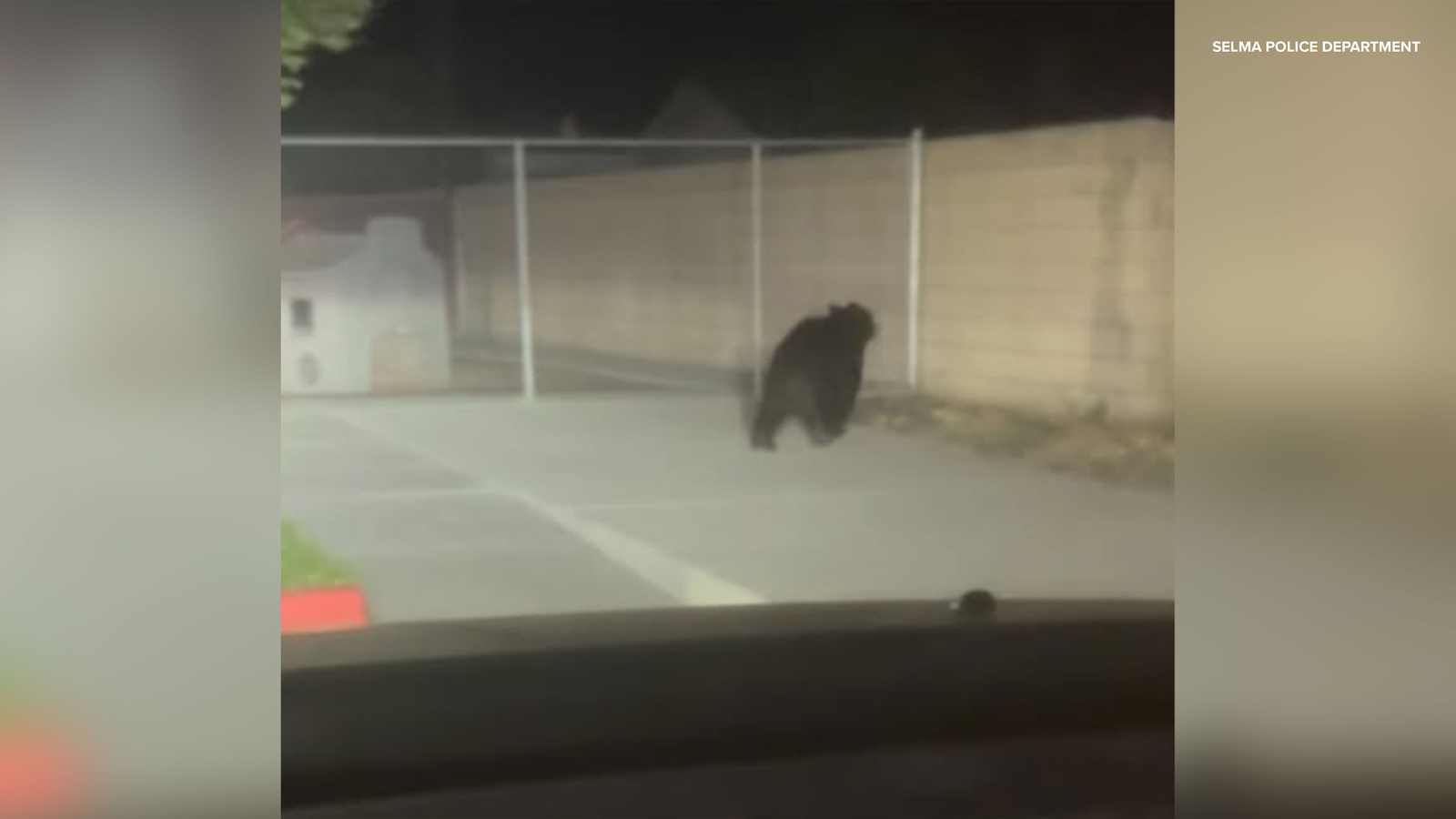 Bear on the loose in Selma, police say - ABC30 Fresno