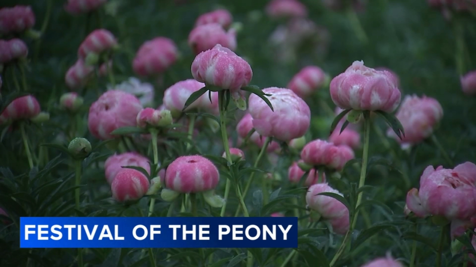 7th annual Festival of the Peony is abloom in Chadds Ford Township ...