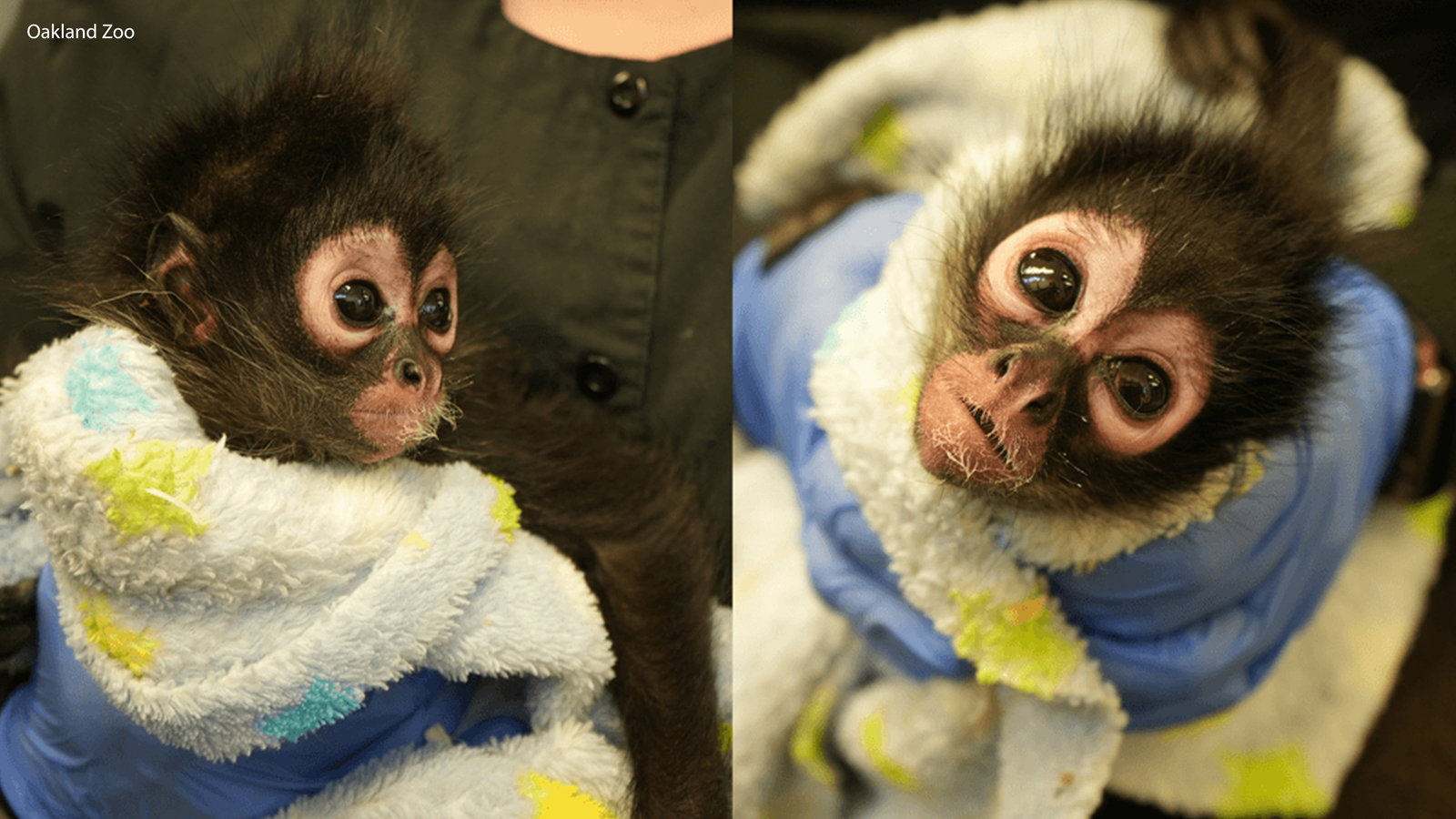 Baby spider monkey and 2 rattlesnakes discovered during California meth ...