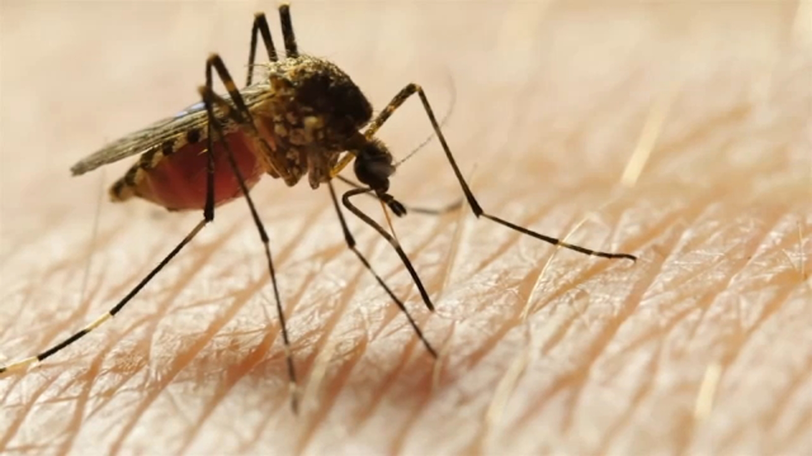 Mosquito season has started early in Southern California: What to know ...