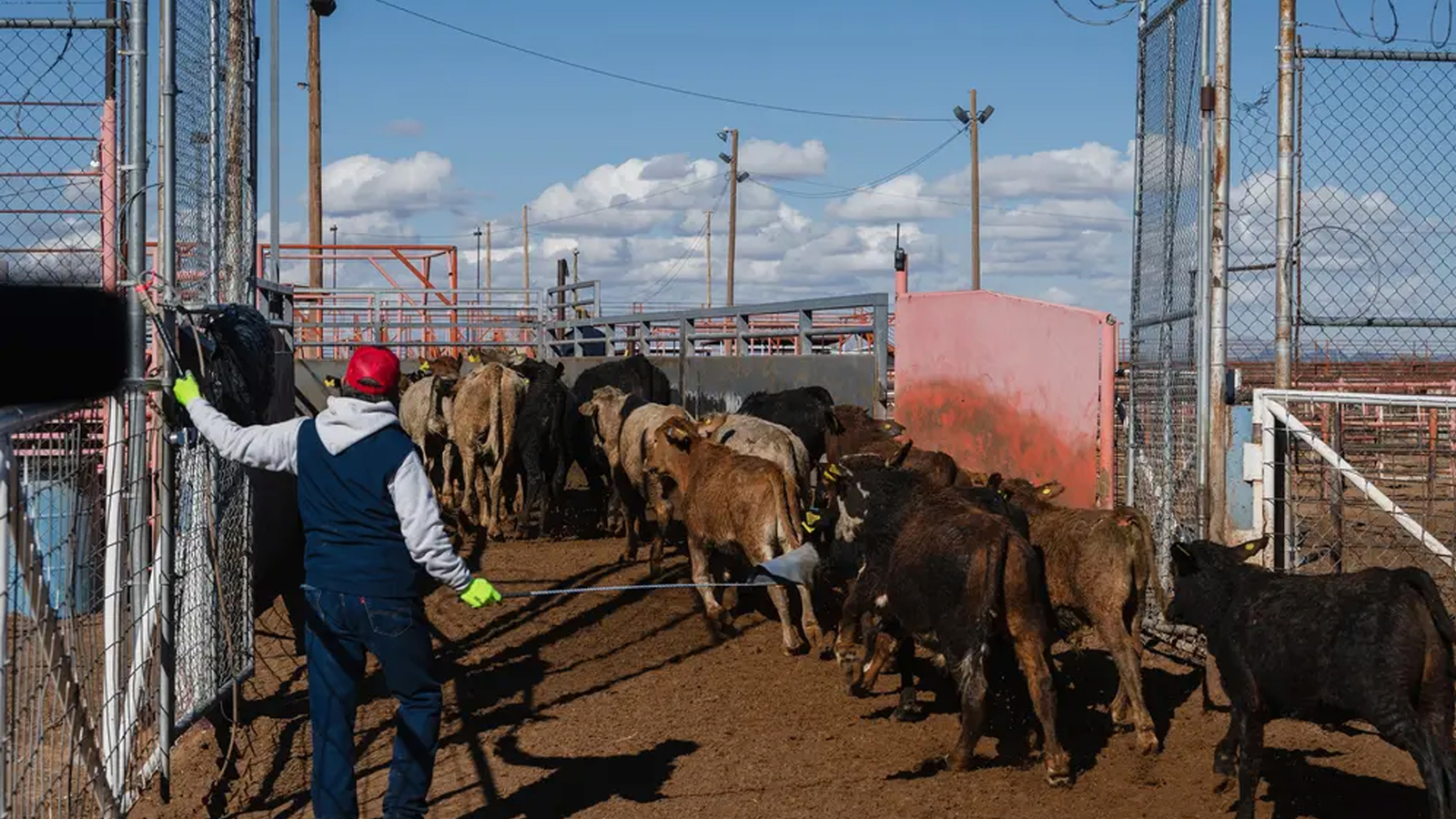 Texas braces for an imminent screwworm infestation, a threat to the ...