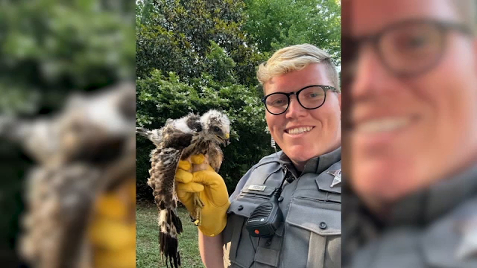 Sheriff's investigator rescues baby hawk stranded on busy Chatham ...