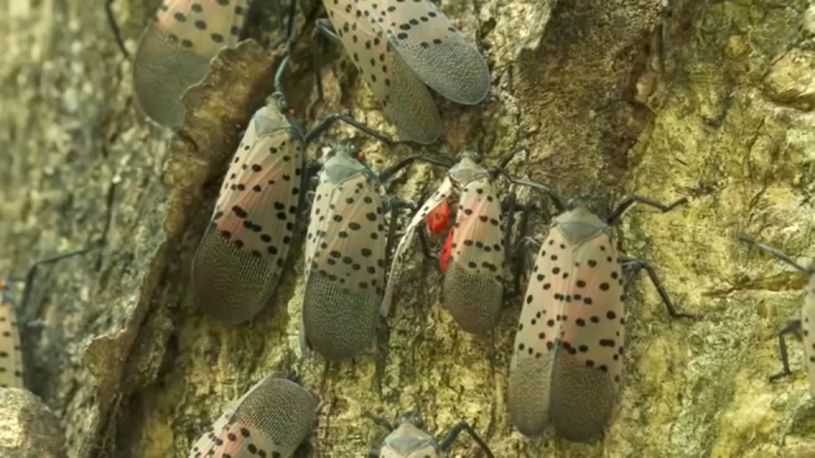 Rockingham County pest sighting | Spotted lanternfly confirmed in North ...