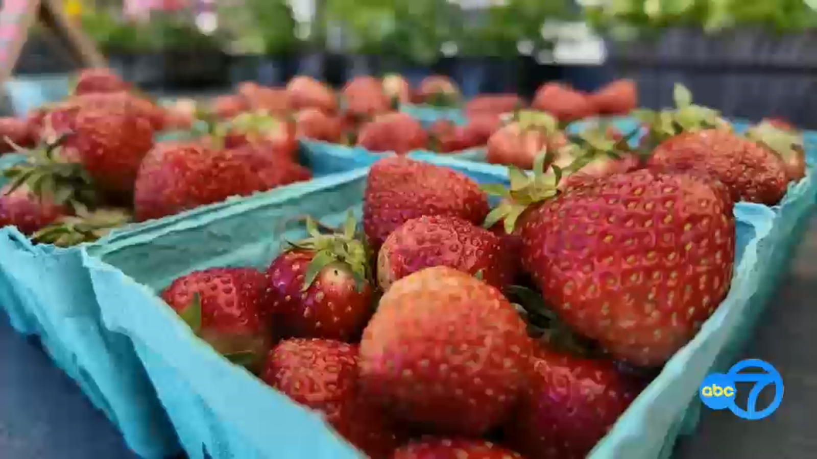 Long Island farms growing strawberries, watermelons and other fruits in ...