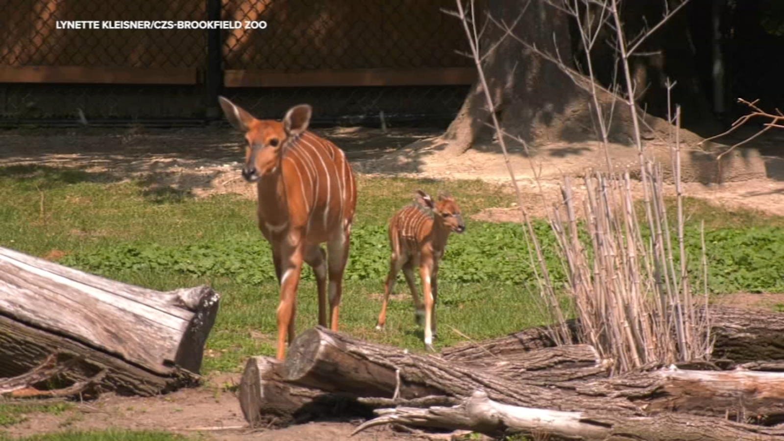 Brookfield Zoo Chicago animal escape: African antelope briefly escapes ...