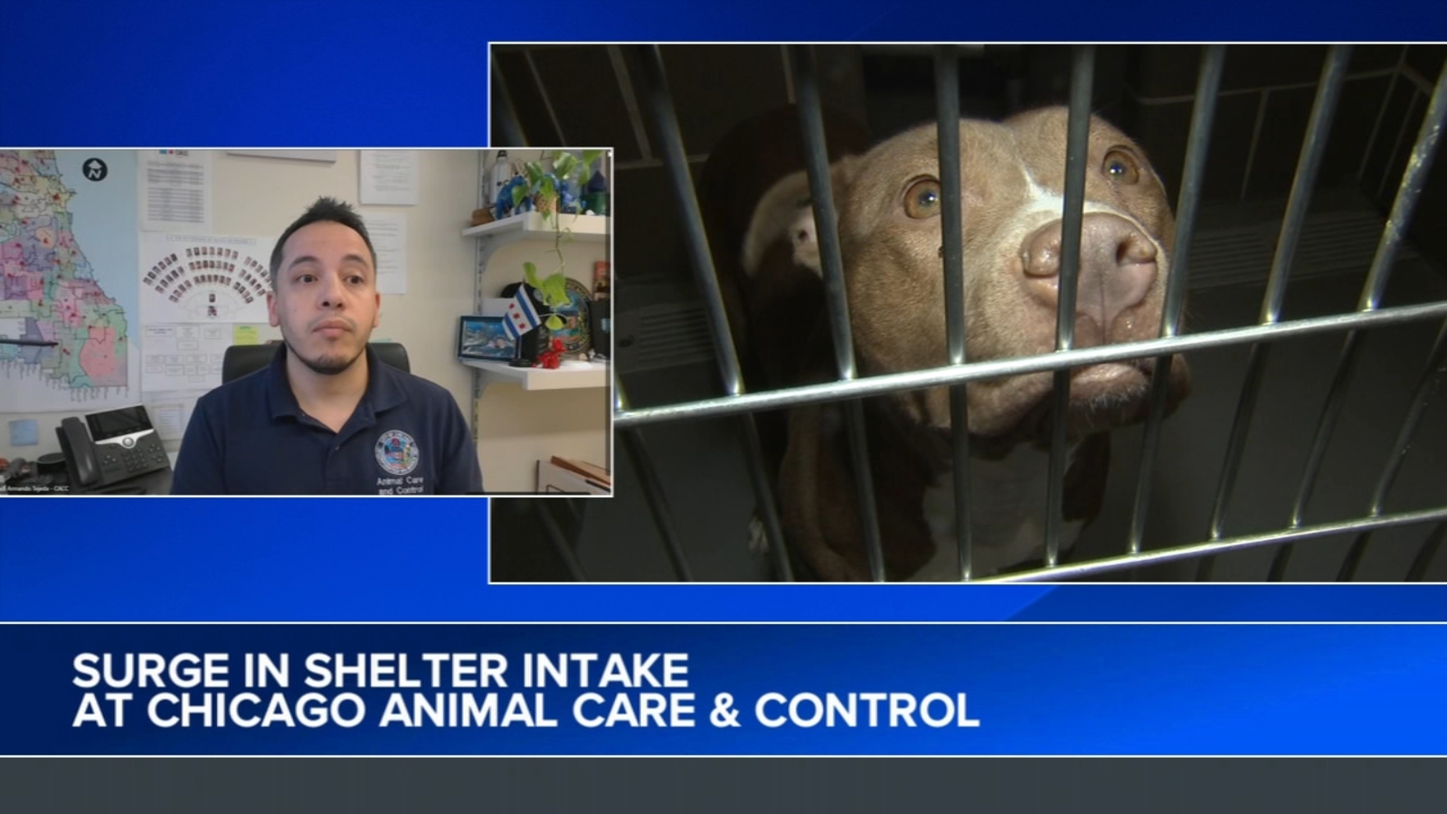 Chicago Animal Control dealing with shelter intake surge - ABC7 Chicago