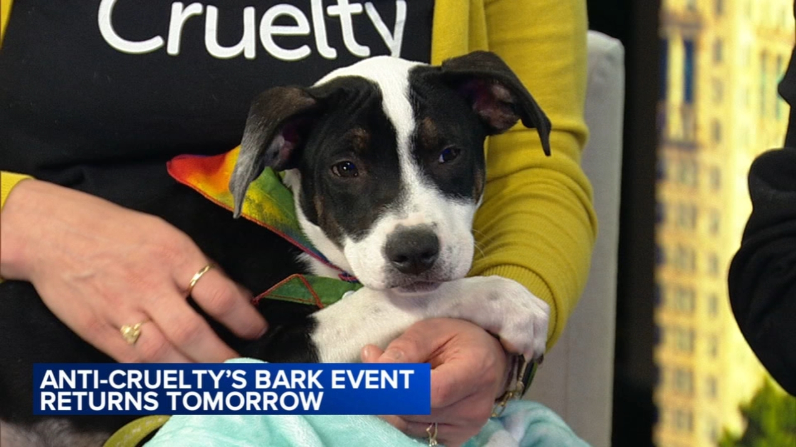 Anti-Cruelty's BARK, Chicago's biggest and best dog party is back - ABC7 Chicago