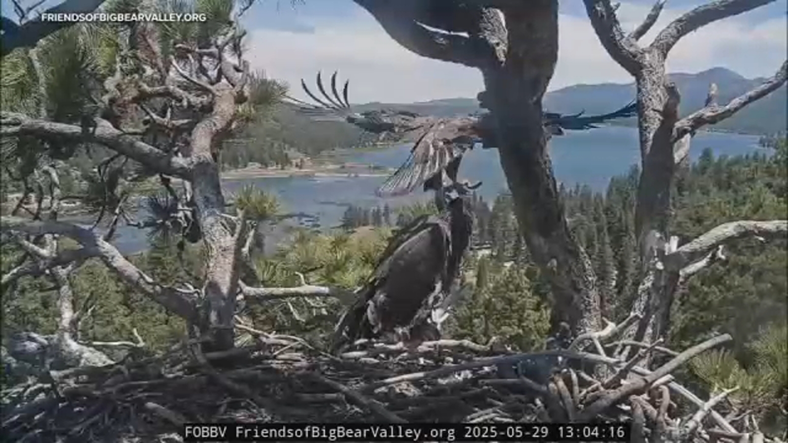 Big Bear bald eagle couple Jackie and Shadow's eaglets get closer to ...