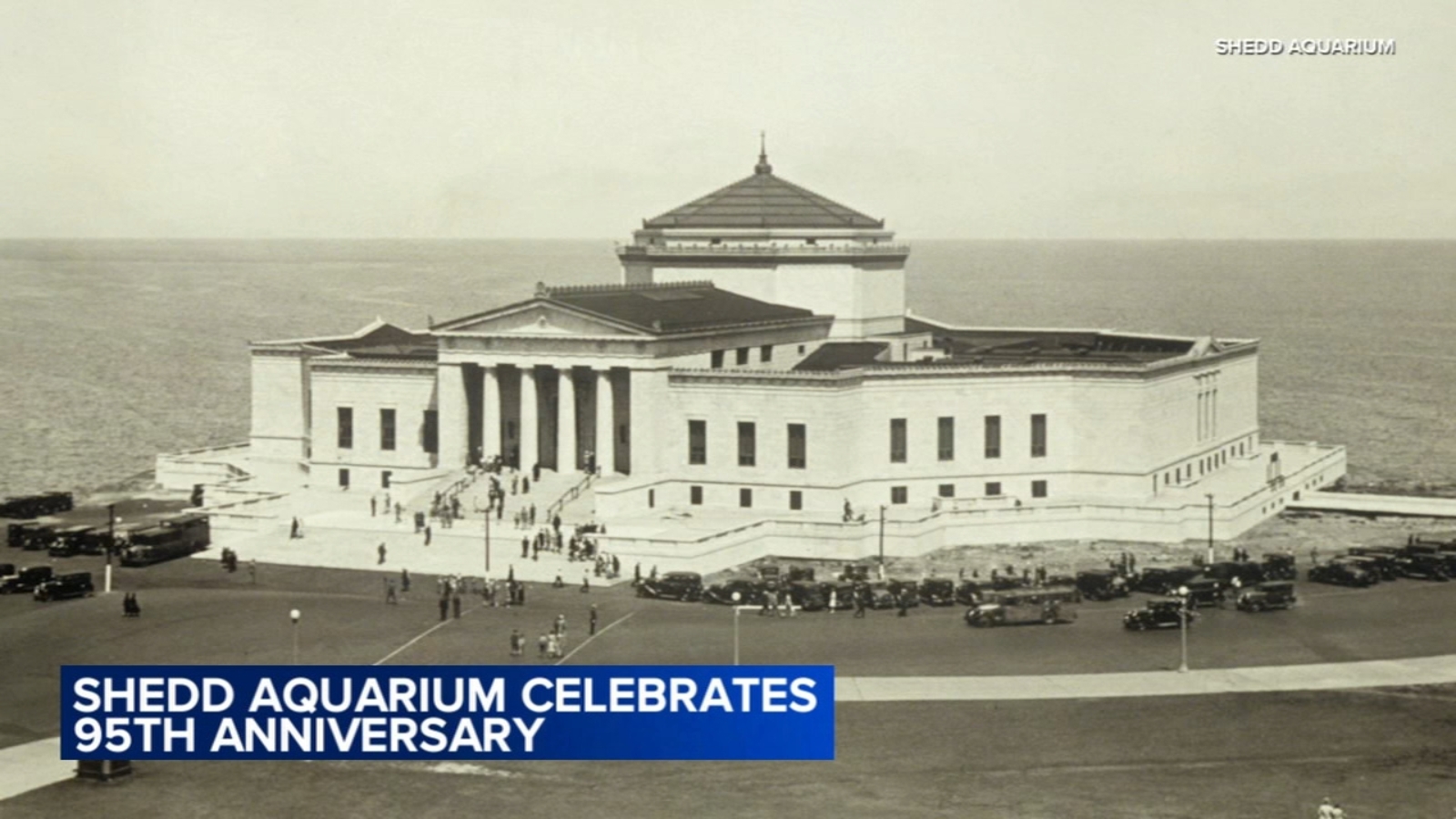 Chicago museums: Shedd Aquarium celebrates 95th anniversary along Lake ...