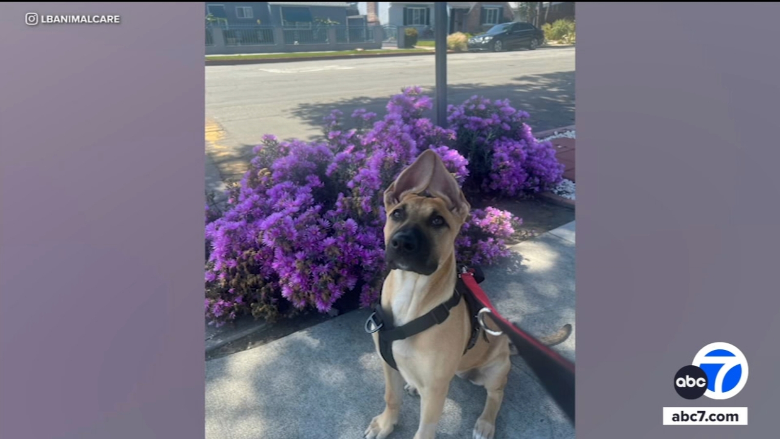 Puppy at center of disturbing Long Beach animal cruelty case officially ...
