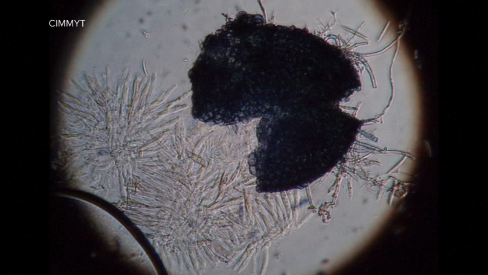 2 Chinese nationals charged with smuggling dangerous pathogen into US ...