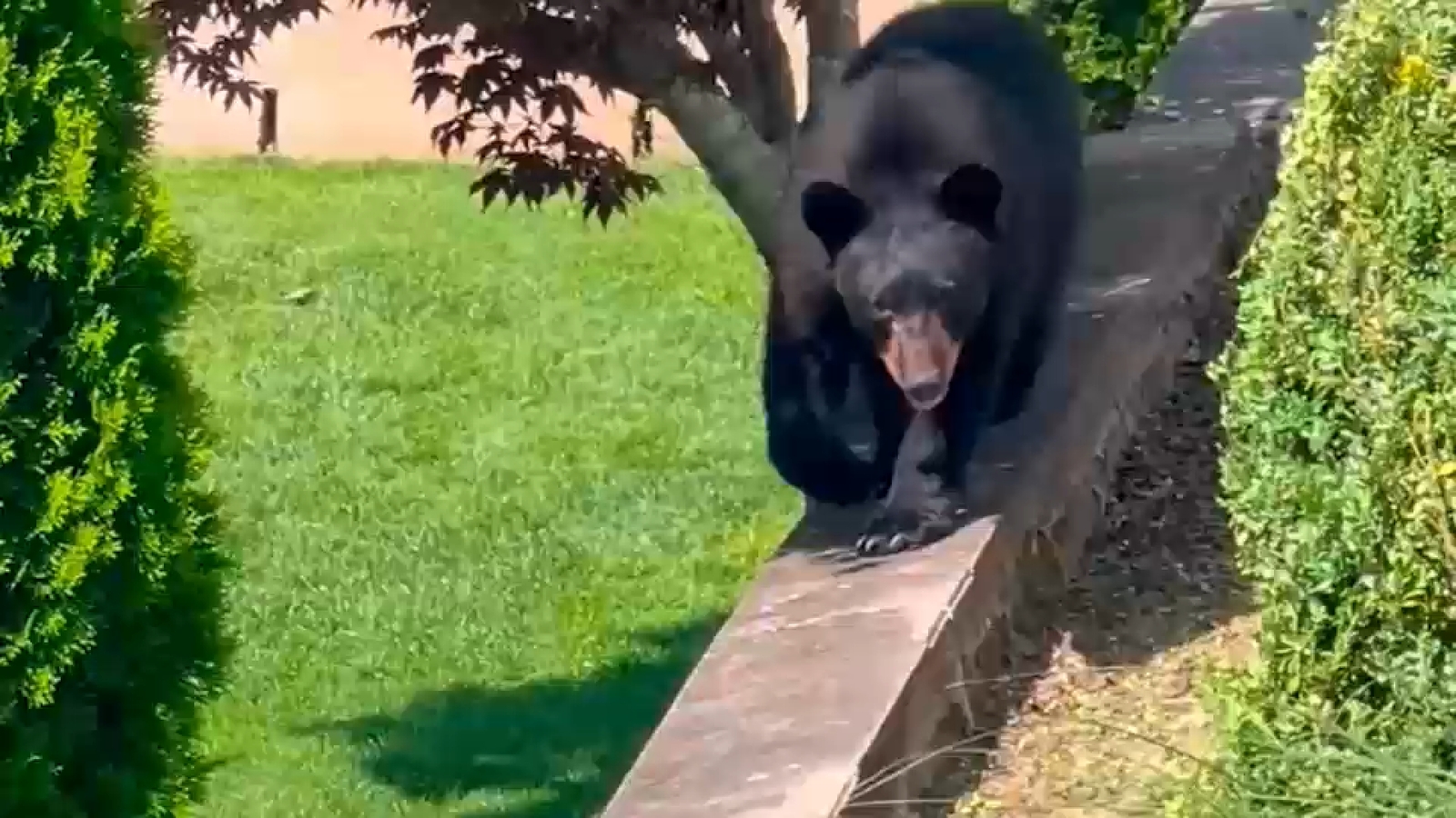 Bear wandering around Westchester County neighborhood killed by police ...