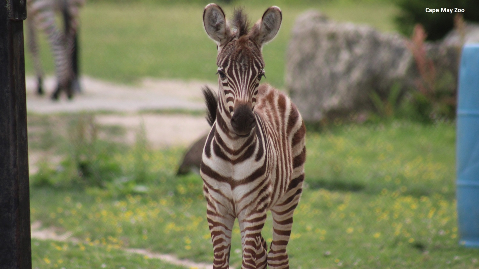Baby Plains Zebra