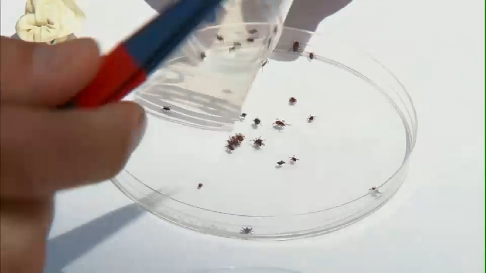 Tick season: Officials warn tick bites on the rise, provide prevention ...