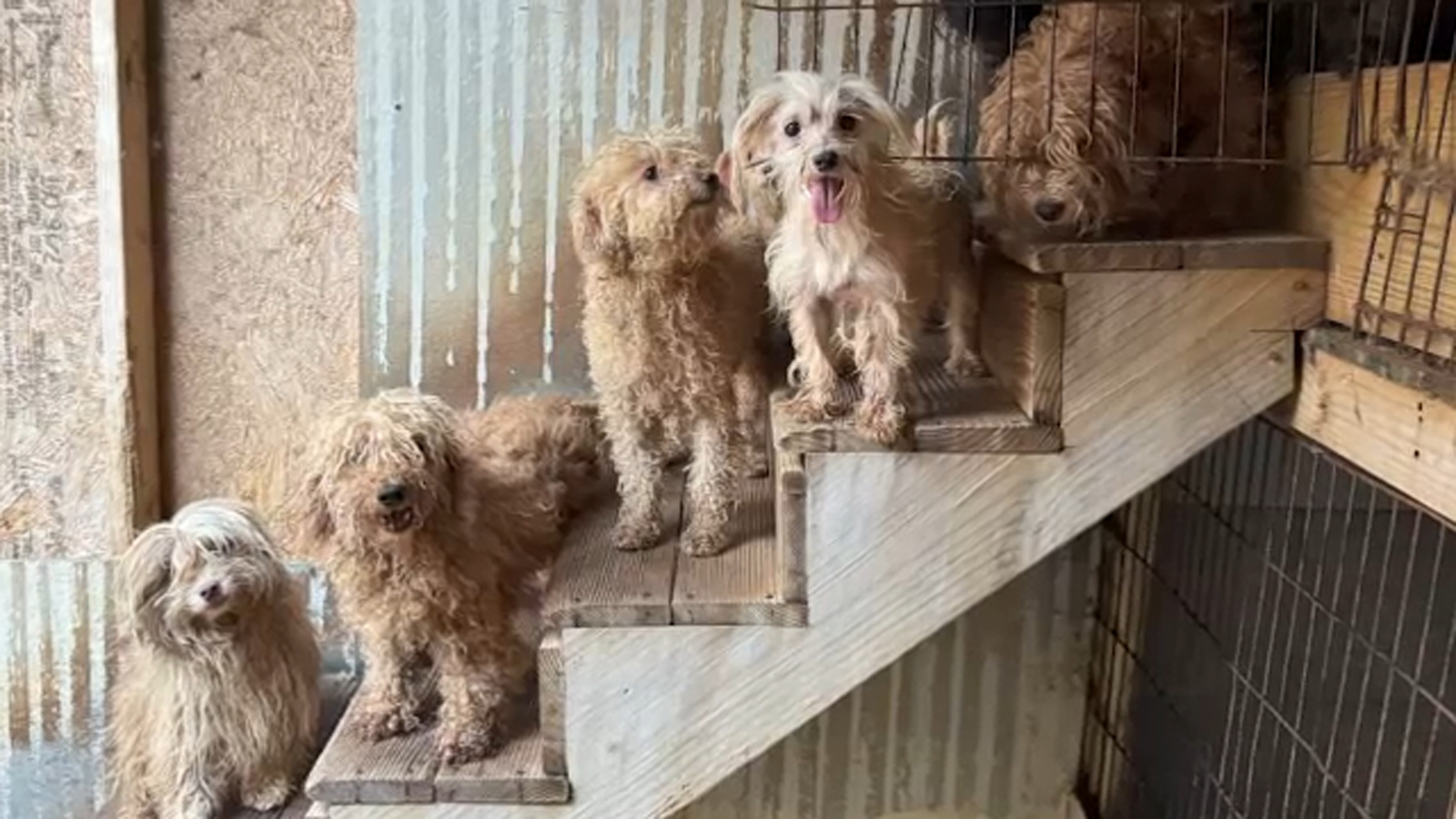 101 dogs rescued from possible puppy mill in Raleigh - ABC11 Raleigh-Durham