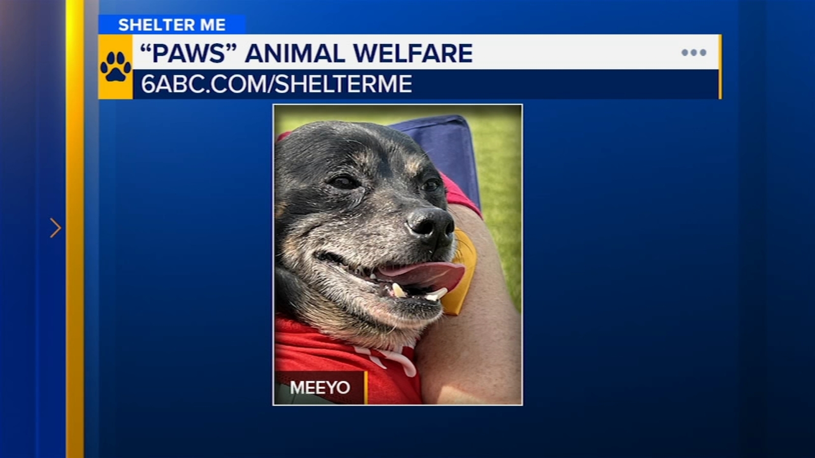 Shelter Me: Meet Meeyo! - 6abc Philadelphia